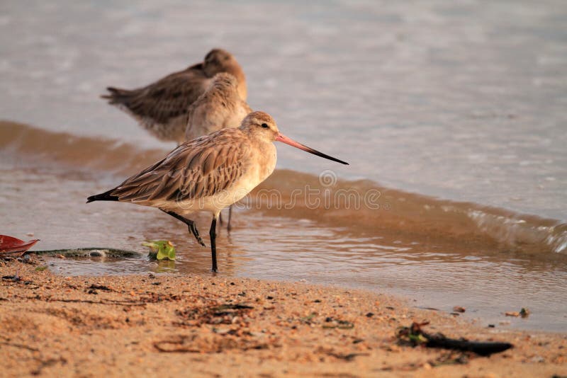 Bar-tailed Godwit stock photo. Image of shorebirds, godwit - 47913436