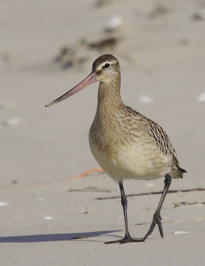Bar-tailed Godwit - Limosa Lapponica Stock Image - Image of migration ...