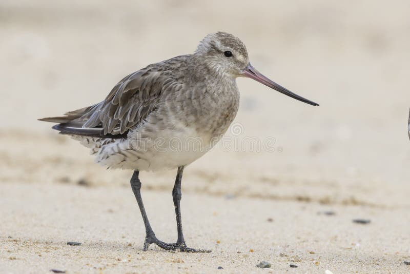 Bar-tailed Godwit stock image. Image of tailed, godwit - 262963309