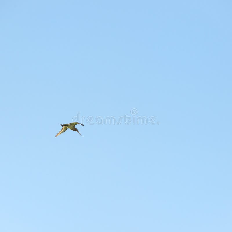 Bar-tailed Godwit in the Sky Stock Image - Image of tailed, wild: 55309351