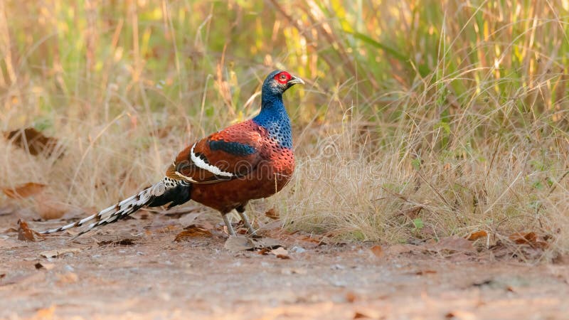 Bar-tailed Pheasant Standing on the Roadside Stock Photo - Image of ...