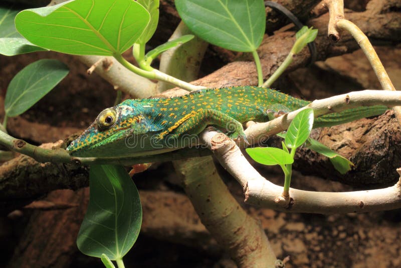 Baracoa anole stock image. Image of anole, baracoa, detail - 26090541
