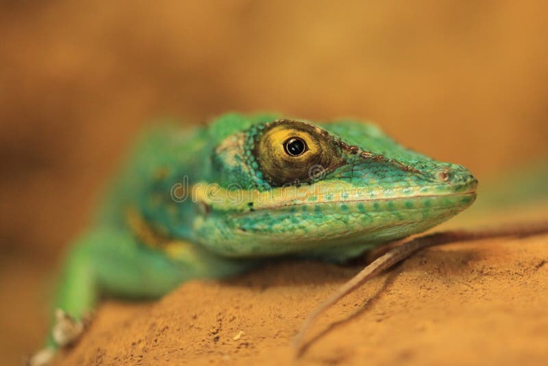 Baracoa anole stock image. Image of anole, baracoa, detail - 26090541