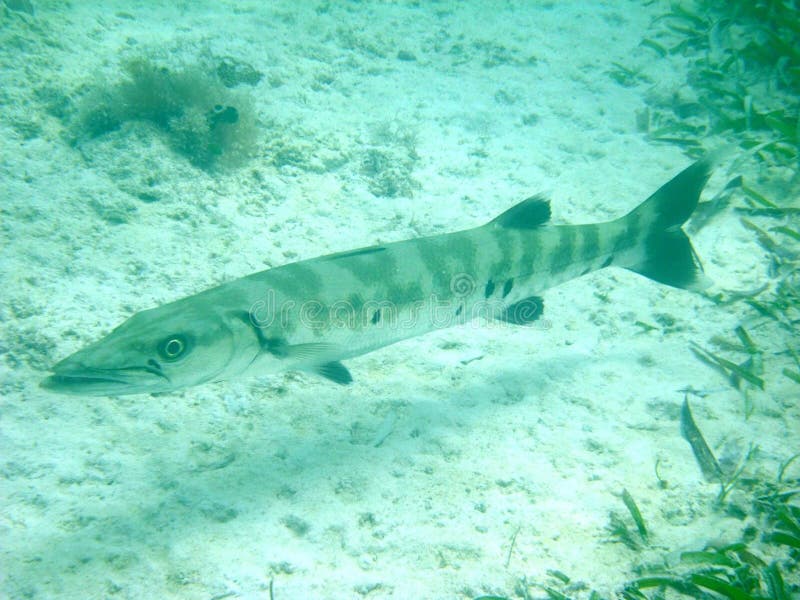 Baracuda stock photo. Image of ocean, fish, animal, mexique - 87987994