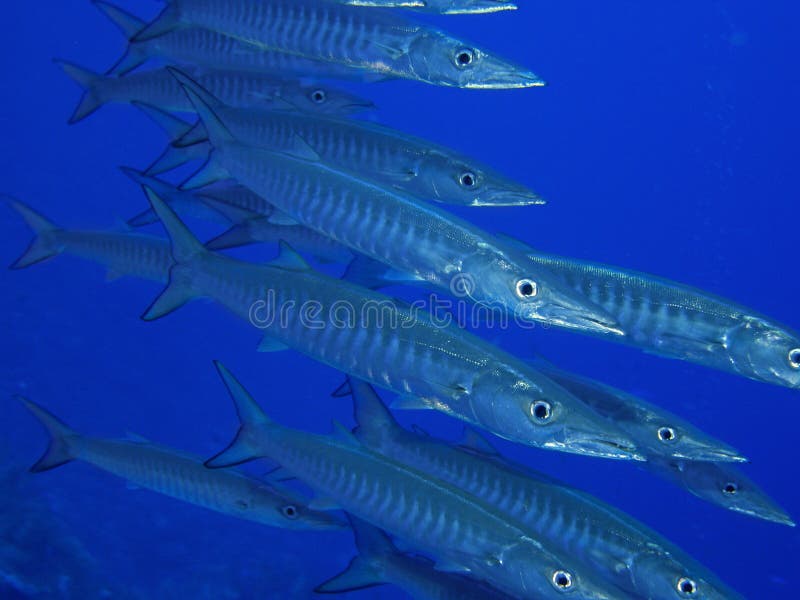 Baracuda in Red sea stock photo. Image of aquatic, background - 29090704