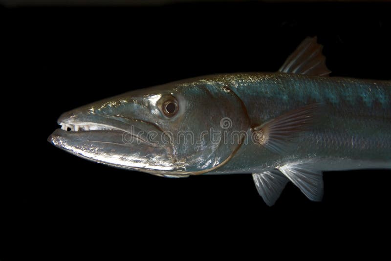 Barakuda stock image. Image of deep, water, egypt, predator - 17229089