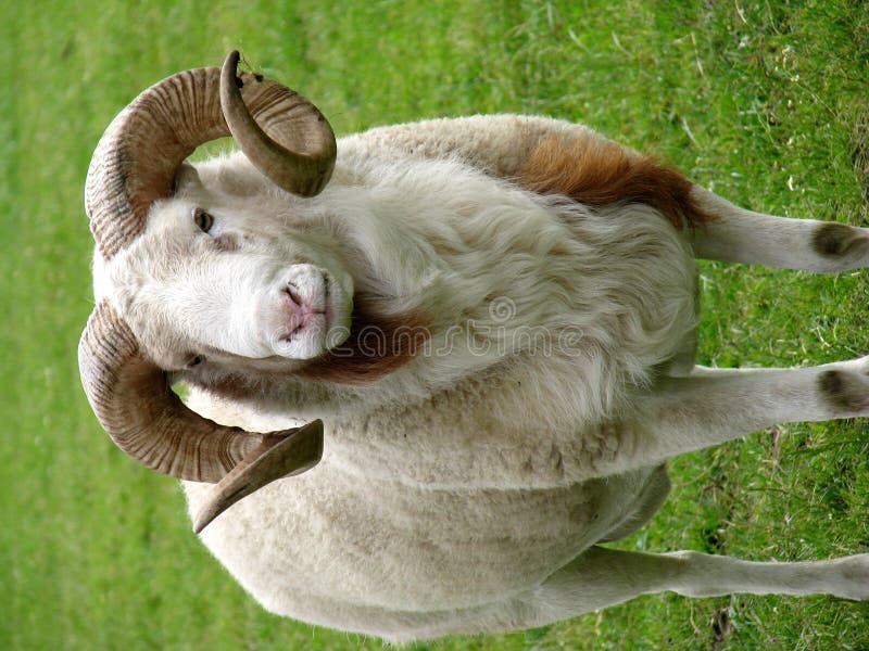 69,606 Baran zdjęć stockowych - bezpłatne i z licencją Royalty Free od ...