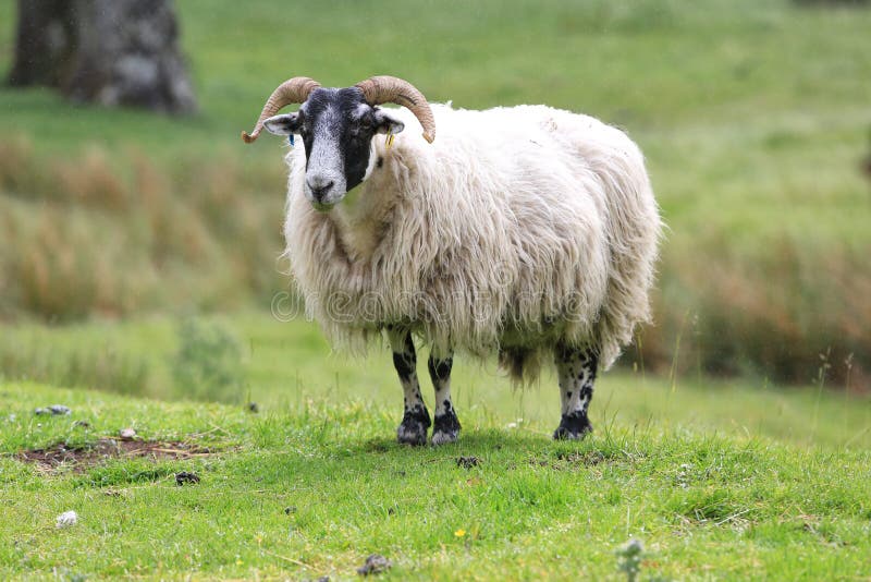 Baran na łące obraz stock. Obraz złożonej z wieś, dziecko - 49584907