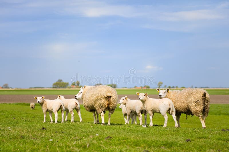 Baranki barani obraz stock. Obraz złożonej z gospodarstwo - 8188981