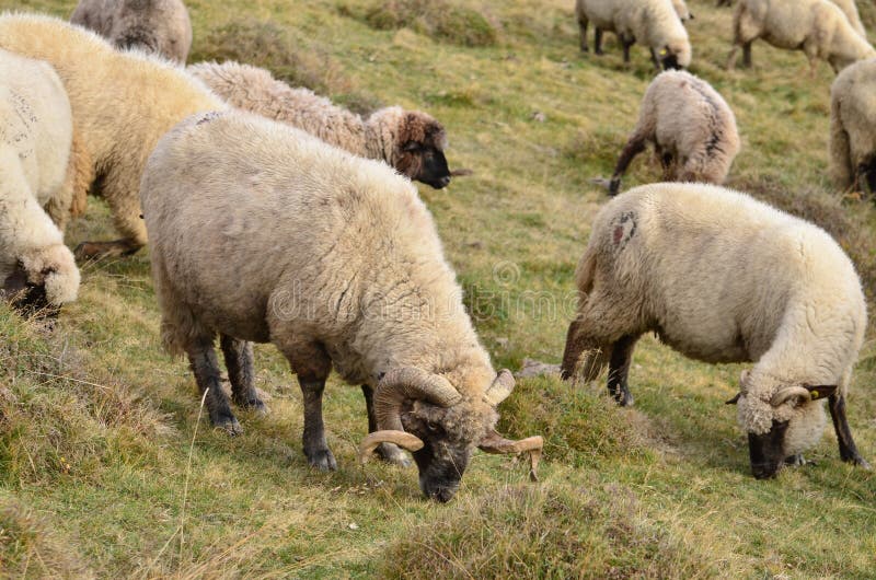 Barany Zdjęcia Stock - Pobierz 2,499 Zdjęcia Royalty Free