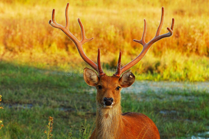 Barasingha Royalty Free Stock Photo - Image: 10826235
