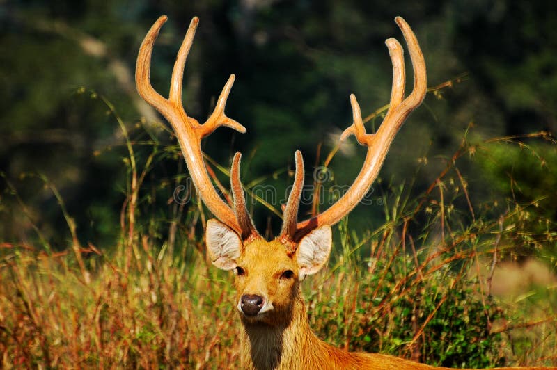 Barasingha Stock Photography - Image: 10826362
