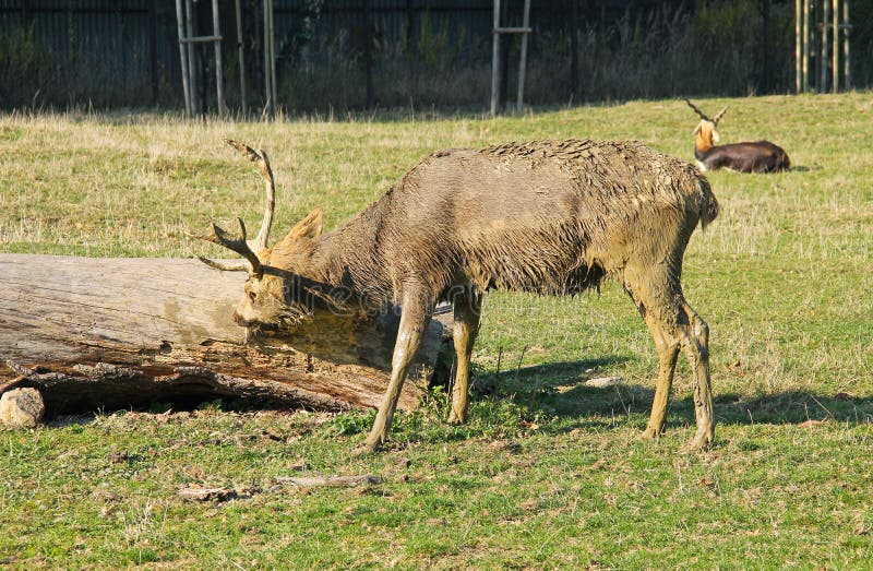 Barasingha stock afbeelding. Image of mannetje, herbivoor - 129738675