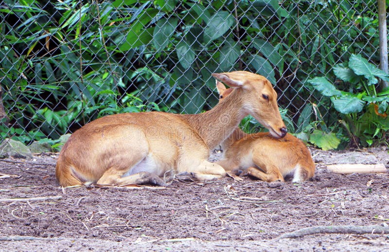 Barasingha Also Known As Swamp Deer Walking in the Nature Habitat in ...