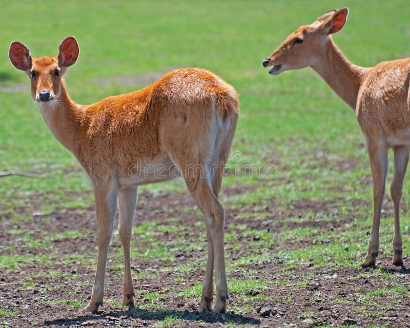 Barasingha image stock. Image du fierté, ground, marécageux - 10826235