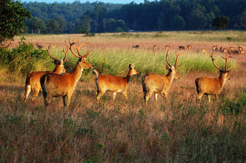 389 Barasingha Stock Photos - Free & Royalty-Free Stock Photos from ...