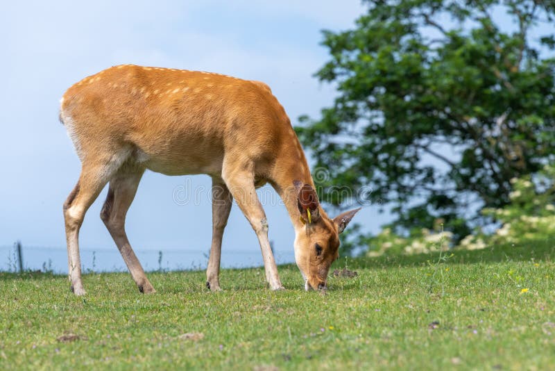 Barasingha (rucervus Duvaucelii) Deer Stock Image - Image of grazing ...
