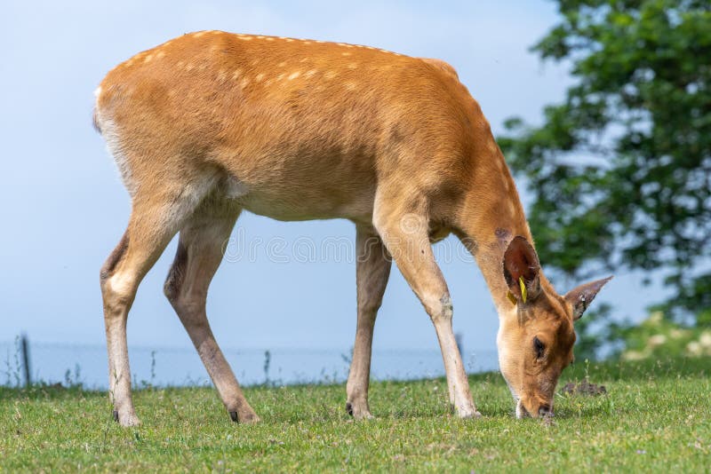 Barasingha (rucervus Duvaucelii) Deer Stock Image - Image of colour ...