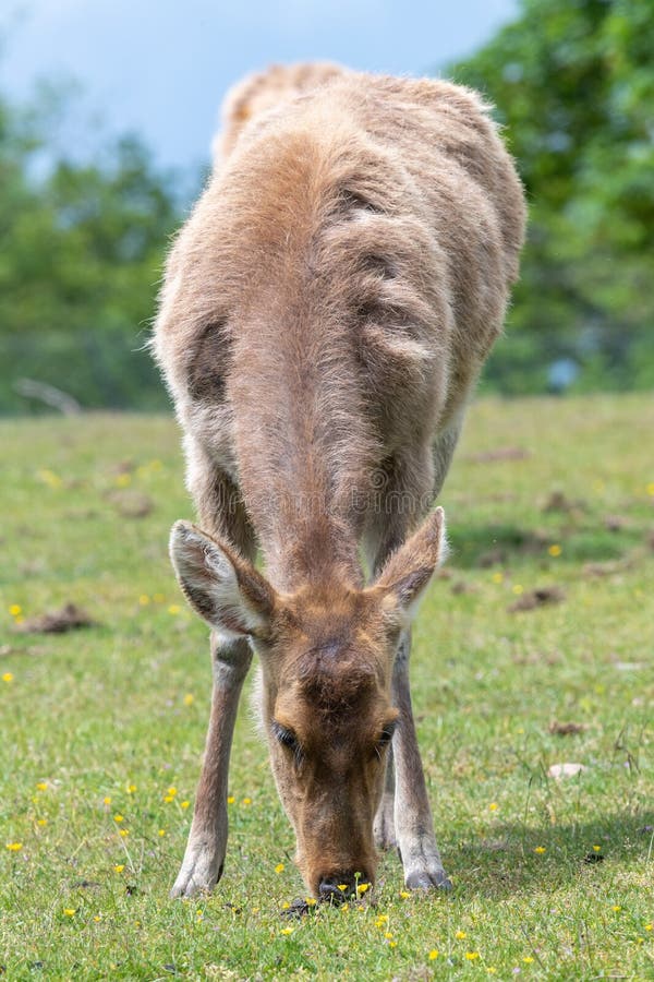 Barasingha (rucervus Duvaucelii) Deer Stock Image - Image of juvenile ...