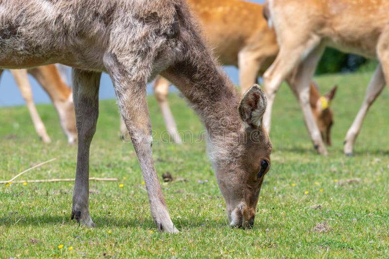 Barasingha Rucervus Duvaucelii Deer Stock Image - Image of recurvus ...