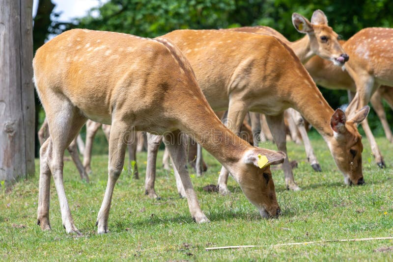 Barasingha (rucervus Duvaucelii) Deer Stock Photo - Image of mammal ...
