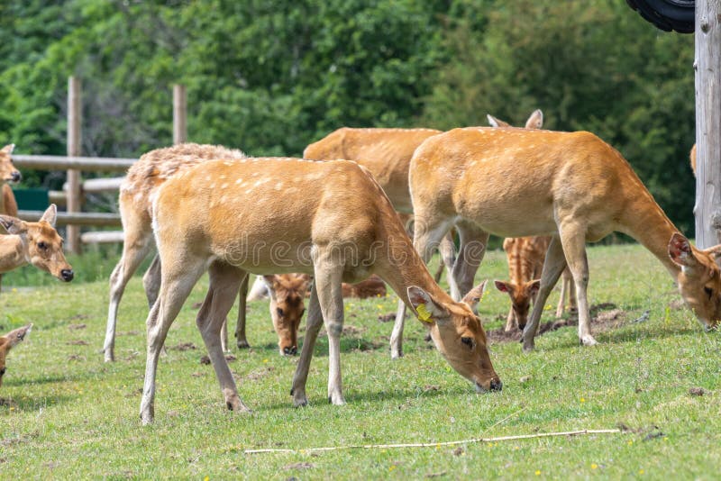 Barasingha Rucervus Duvaucelii Deer Stock Image - Image of outdoor ...