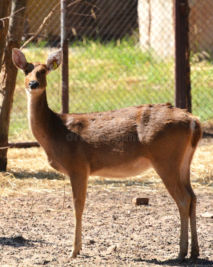 Barasingha Female Deer Doe Or Swamp Deer From India Stock Photo - Image ...