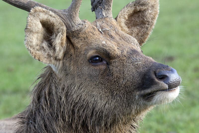 Barasingha Swamp Deer stock image. Image of mammal, deer - 48038113