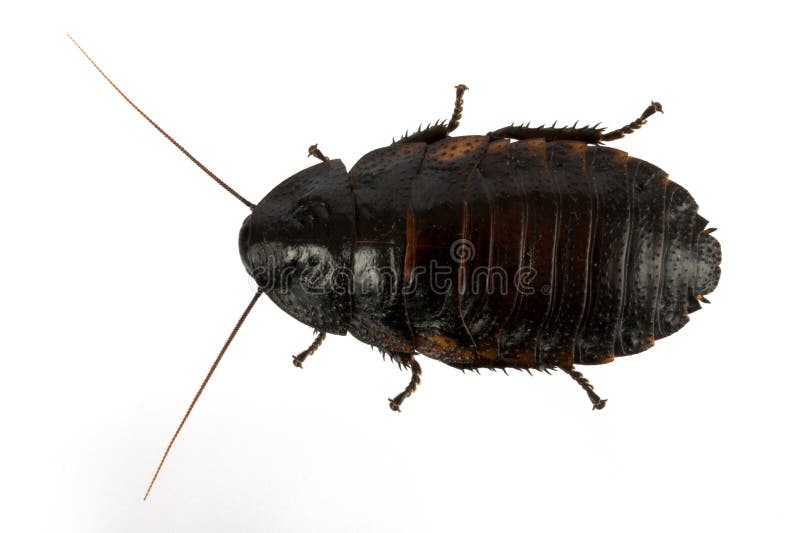 Barata grande africana imagem de stock. Imagem de antena - 5918117
