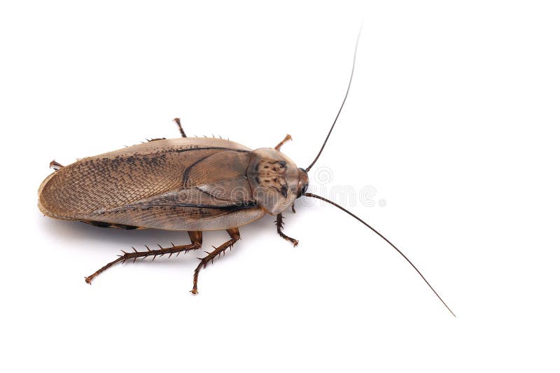 Barata Gigante Isolada No Branco Foto de Stock - Imagem de antena, vida ...