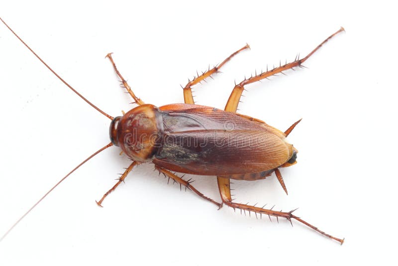 Barata Isolada, Animal Isolado, Inseto Macro Foto de Stock - Imagem de ...