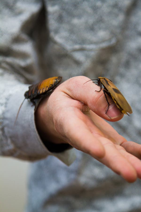 Fotos de Stock de Barata Grande Africana - Fotos de Stock Gratuitas e ...