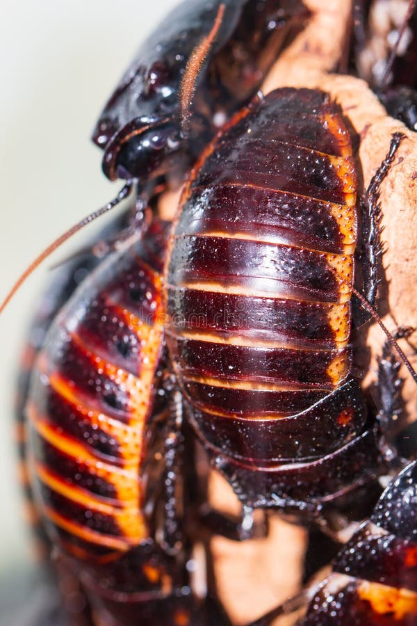 Baratas exóticas grandes foto de stock. Imagem de patas - 154479202