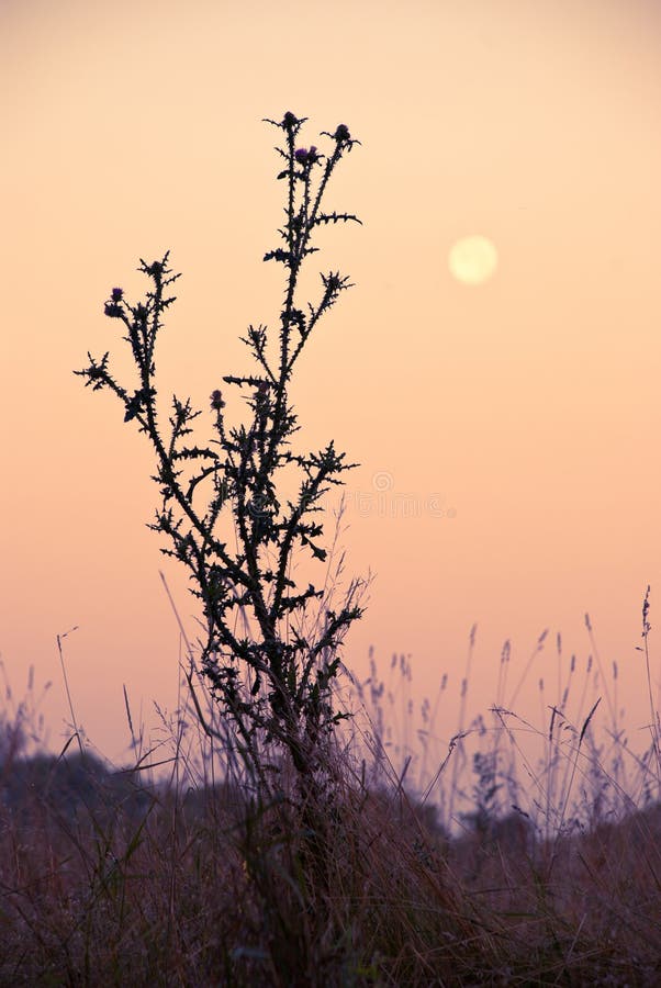 Barb stock image. Image of field, thorn, herbal, single - 24664617