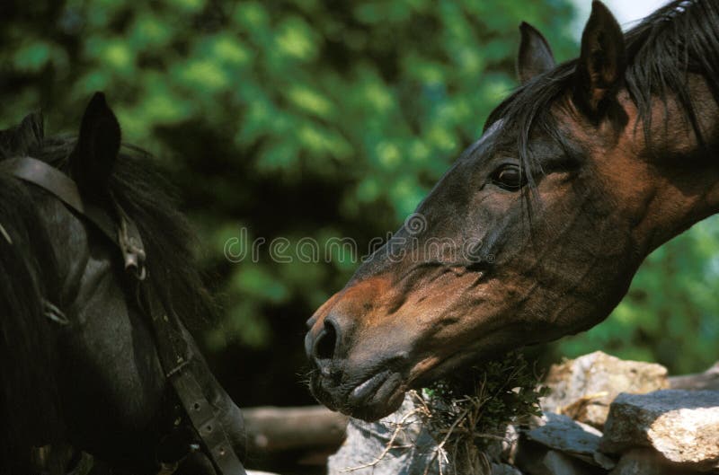 Barb Horse stock photo. Image of adult, equidae, horse - 197567678