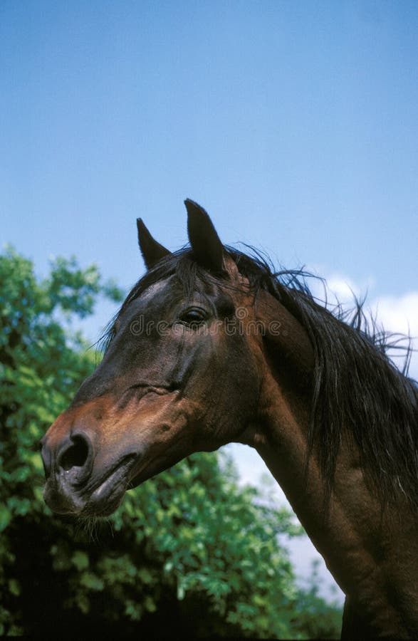 Barb Horse, Portrait stock photo. Image of mammal, head - 195876362