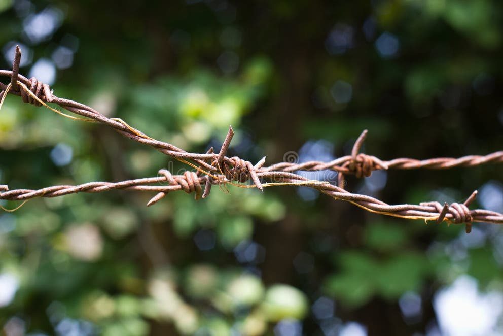 Barb stock photo. Image of barrier, spike, shield, freedom - 45858350