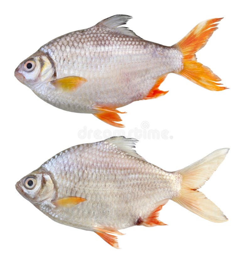 159 Tinfoil Barb Fish Stock Photos - Free & Royalty-Free Stock Photos ...