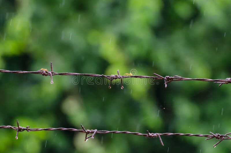Barb Wire and Ant with Rainy Stock Image - Image of border, forbidden ...