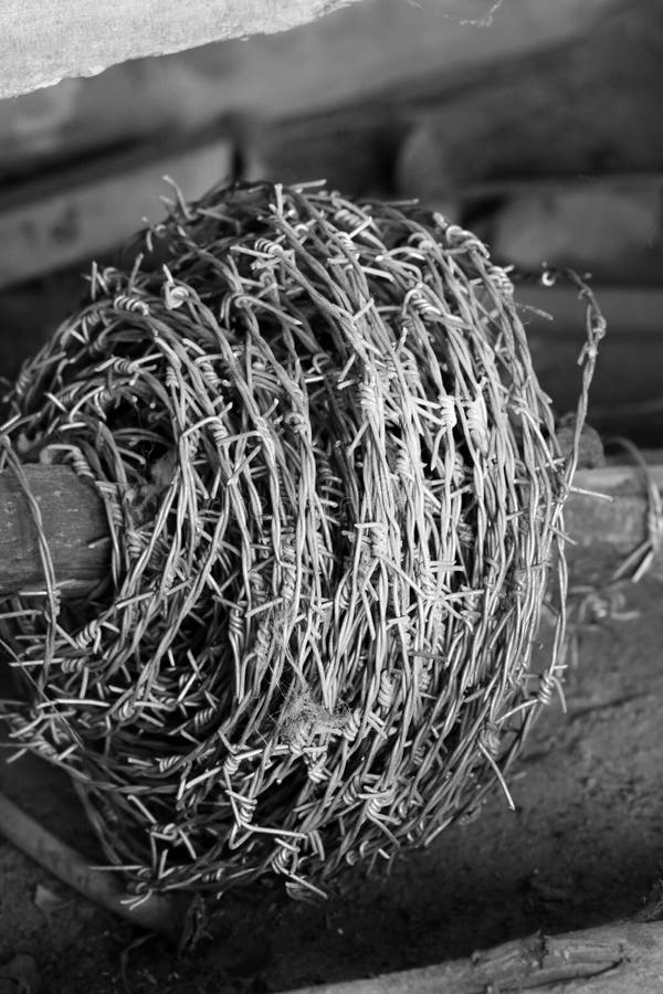 Barb wire stock photo. Image of barb, wire, still, life - 62282822