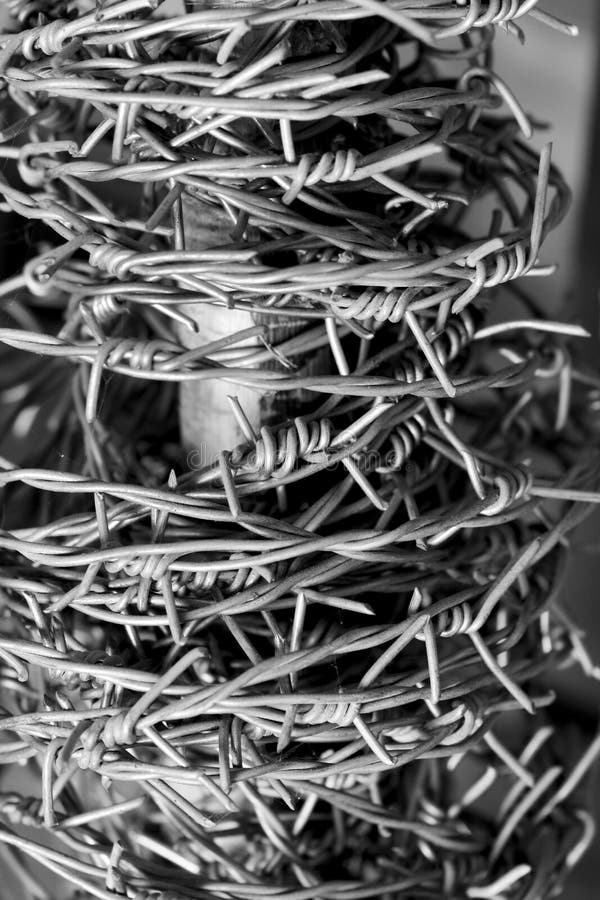 Barb wire stock photo. Image of sharp, rusted, twisted - 63002588