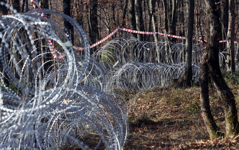 Barb Wire stock photo. Image of barb, tree, snow, forest - 84138908