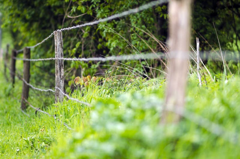 Barb Wire Field Fence in Foliage Stock Image - Image of rustic, country ...