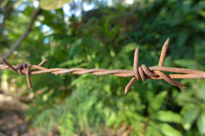 Barb wire. stock image. Image of thorn, spine, wire, rusty - 46157069