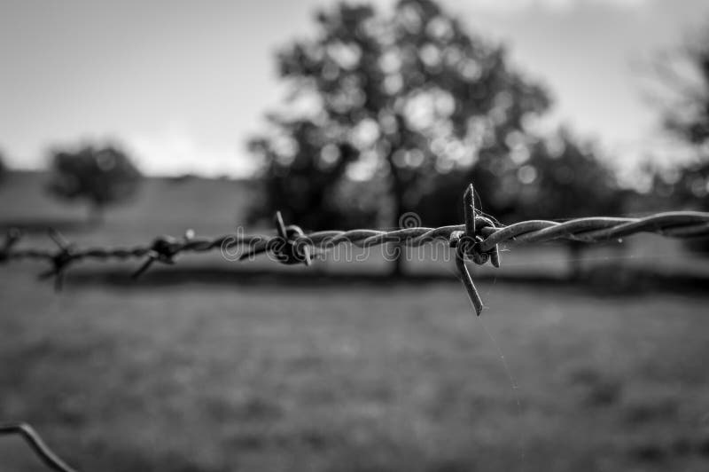 Barb wire stock photo. Image of field, landscape, farm - 78621930