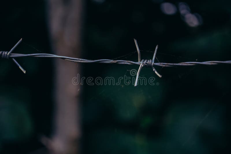 Barb Wire in the Silence Land Stock Image - Image of green, tree: 327838961