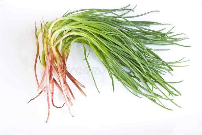 Barba Dei Frati stock photo. Image of shoots, nutrition - 19161468