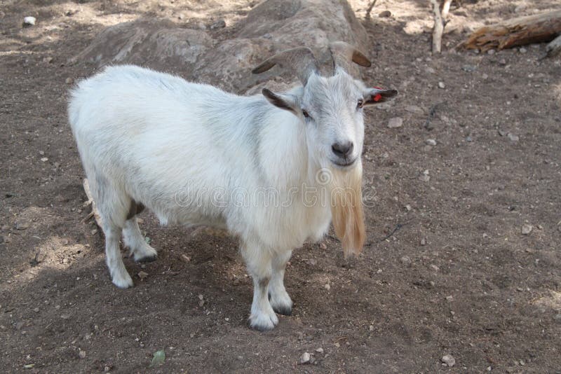 Capra Con Capelli Ed I Corni Lunghi Fotografia Stock - Immagine di ...