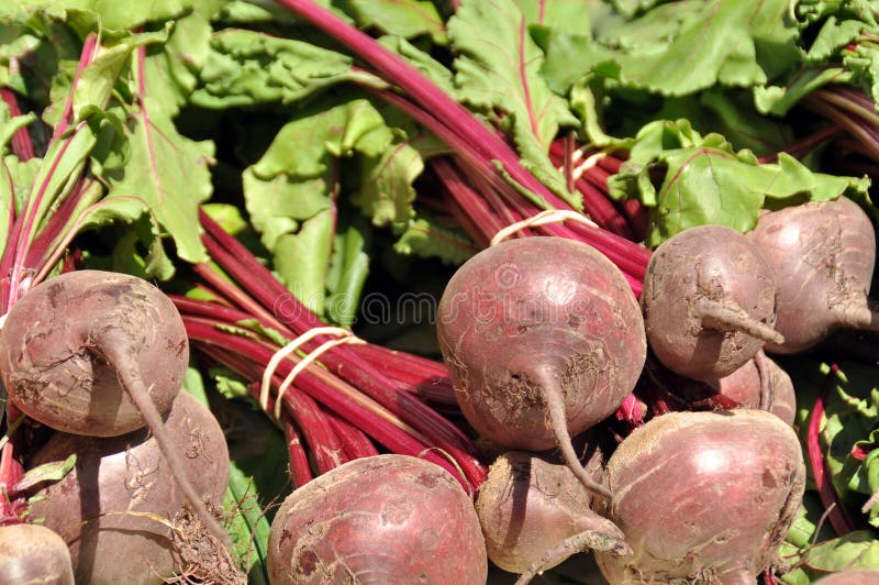 Barbabietole Fresche immagine stock. Immagine di verde - 8443087