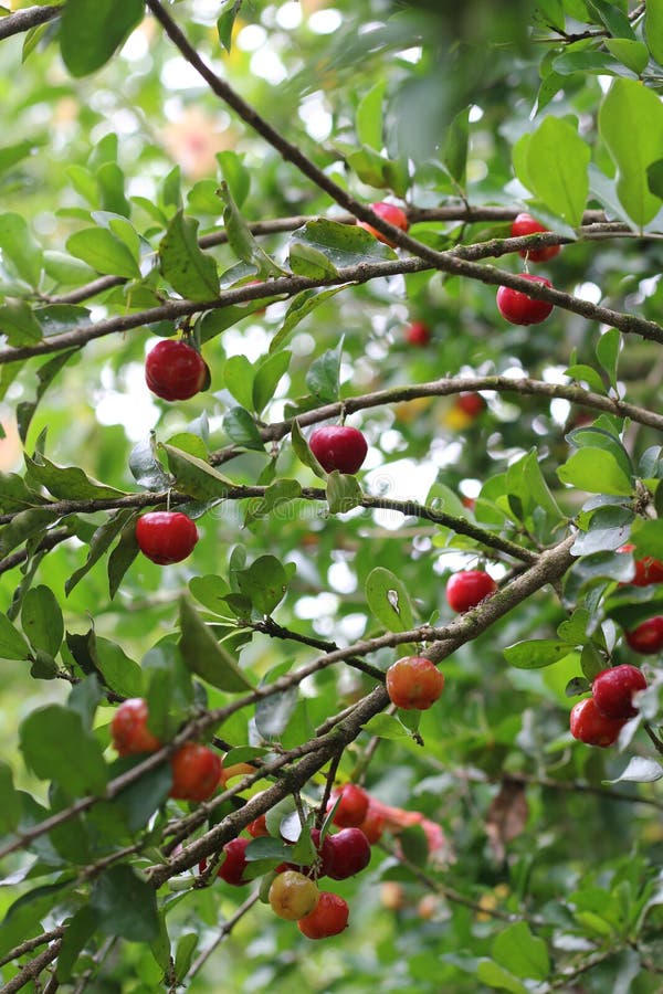 Barbados Cherry on tree stock image. Image of cherry - 158435327